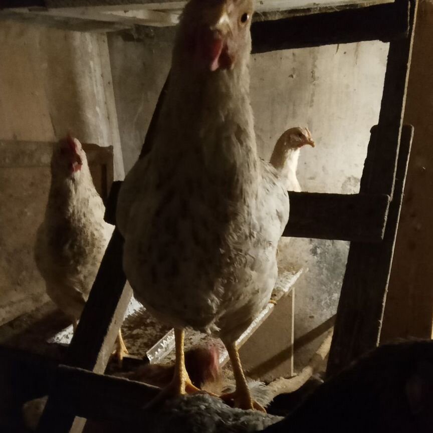 Куры молодки, несушки и петушки