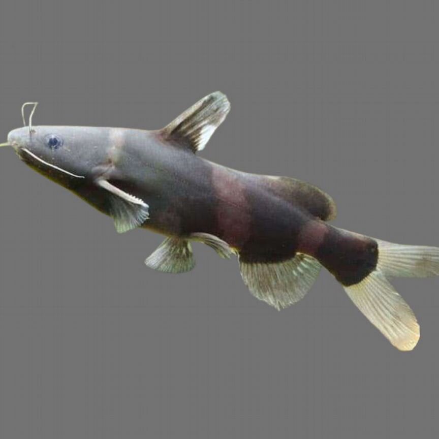 Сомик косатка сиамская