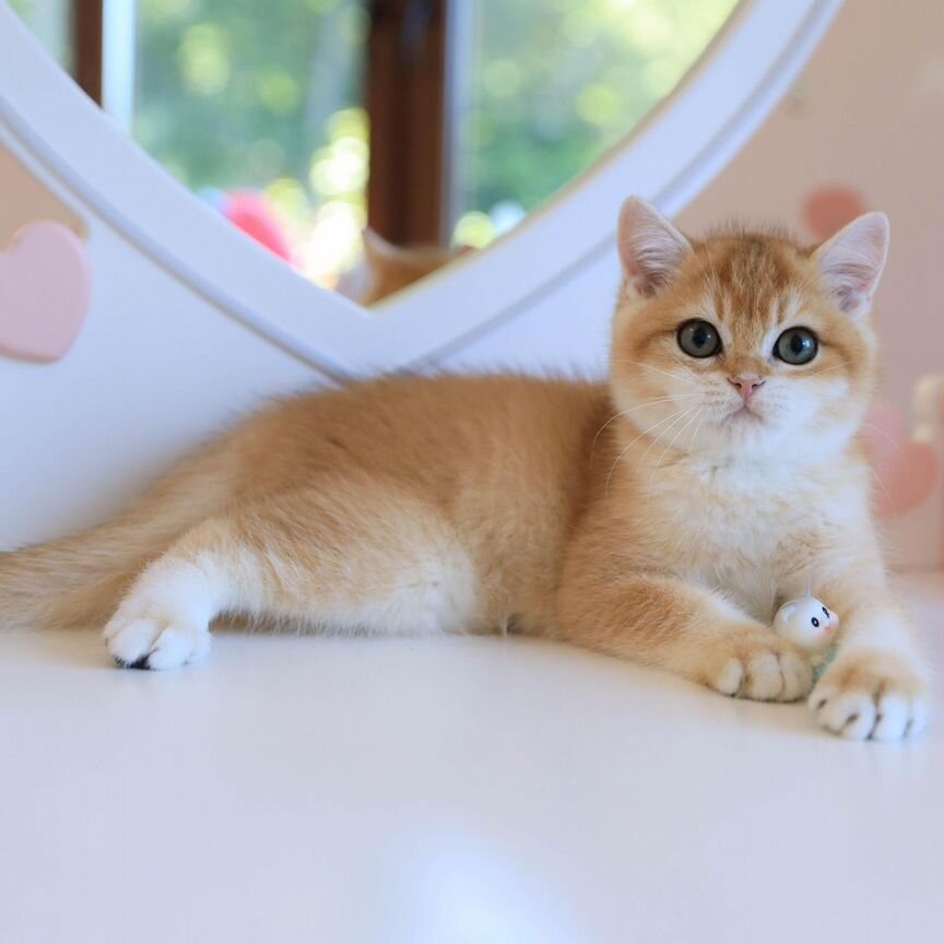 Британские котята