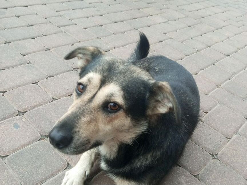 Маленькая собака кобель в добрые руки