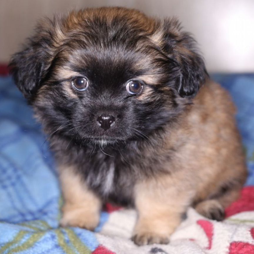 Пекинес, щенок