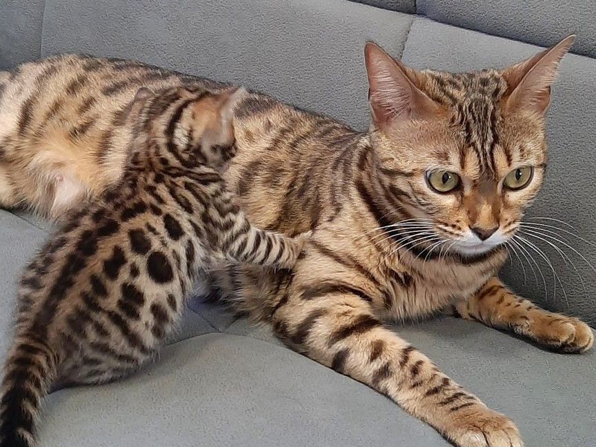 Бенгальские котята