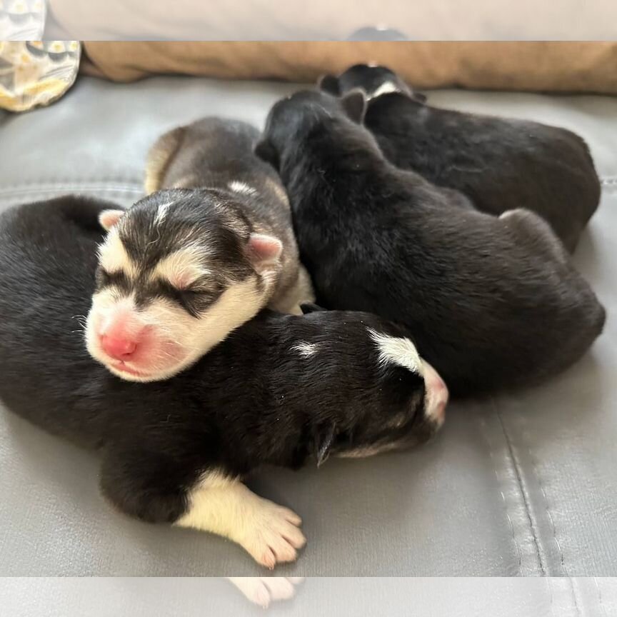 Аляскинский маламут, щенок