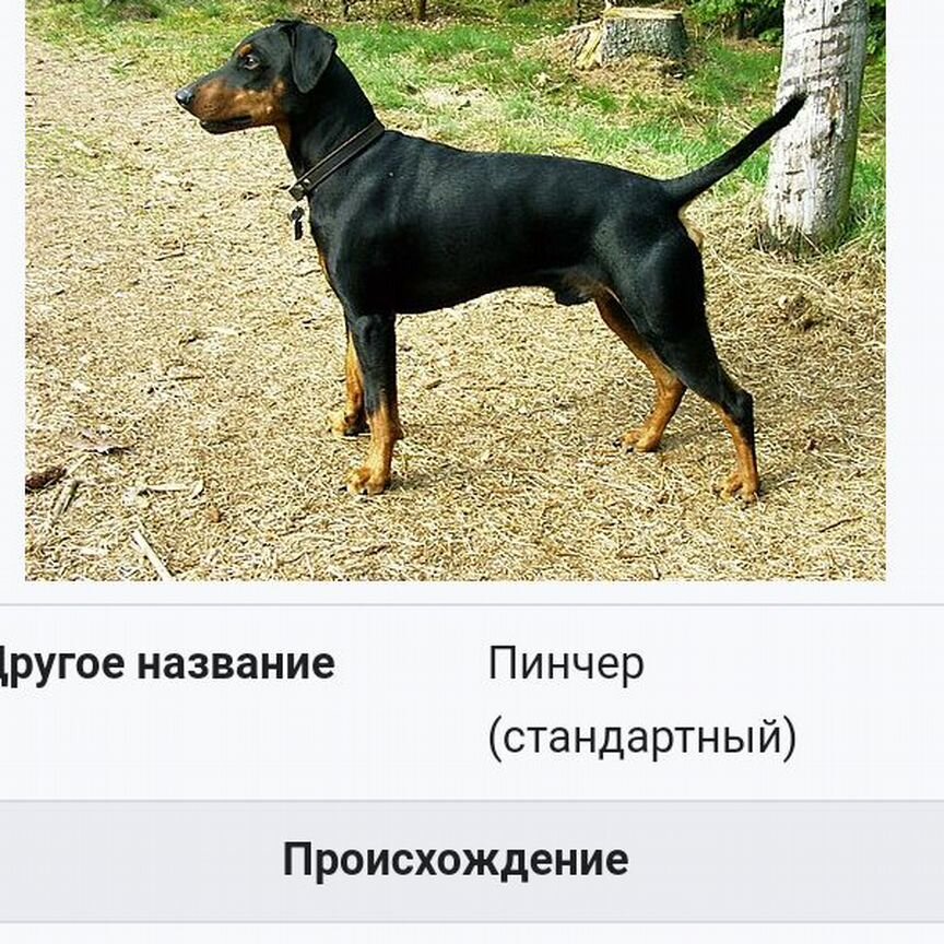 Немецкий пинчер щенки