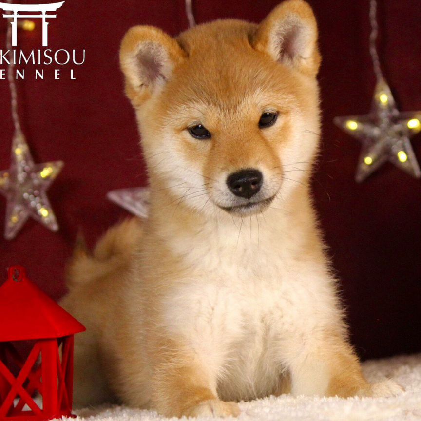 Сиба-ину, щенок