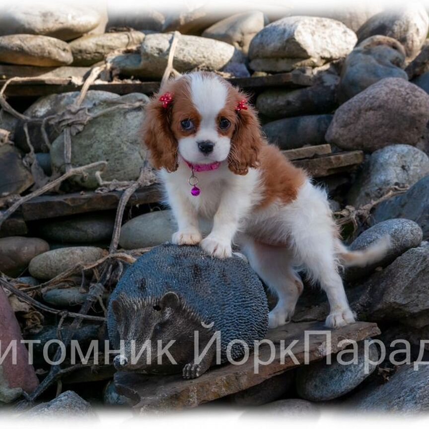 Щенки кавалера