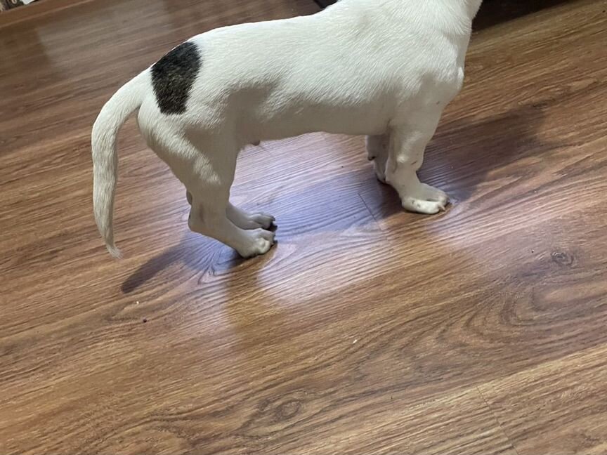 Щенки джек рассел терьер