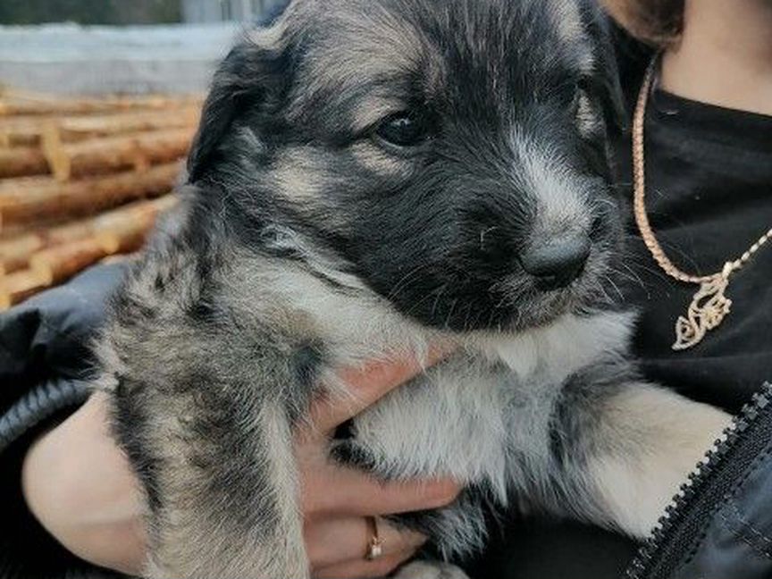 Отдадим 1,5 месячных щенков