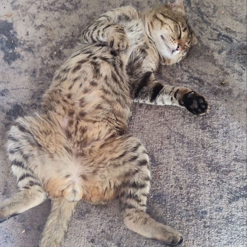 Котик вислоушка в добрые руки