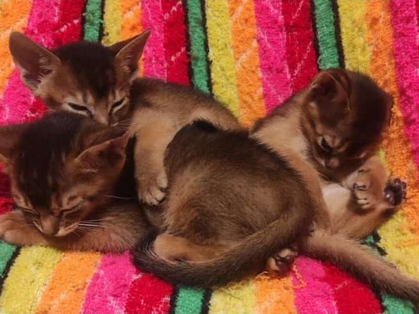 Абиссинские котята