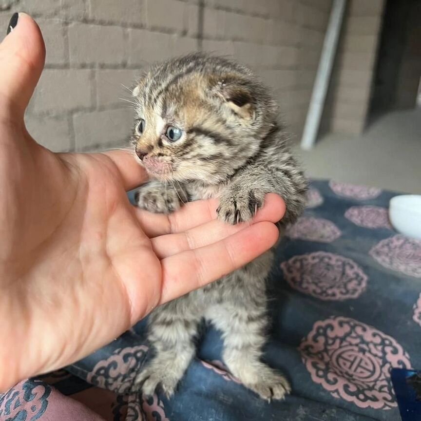 Котеночек малыш 5 недель от рождения