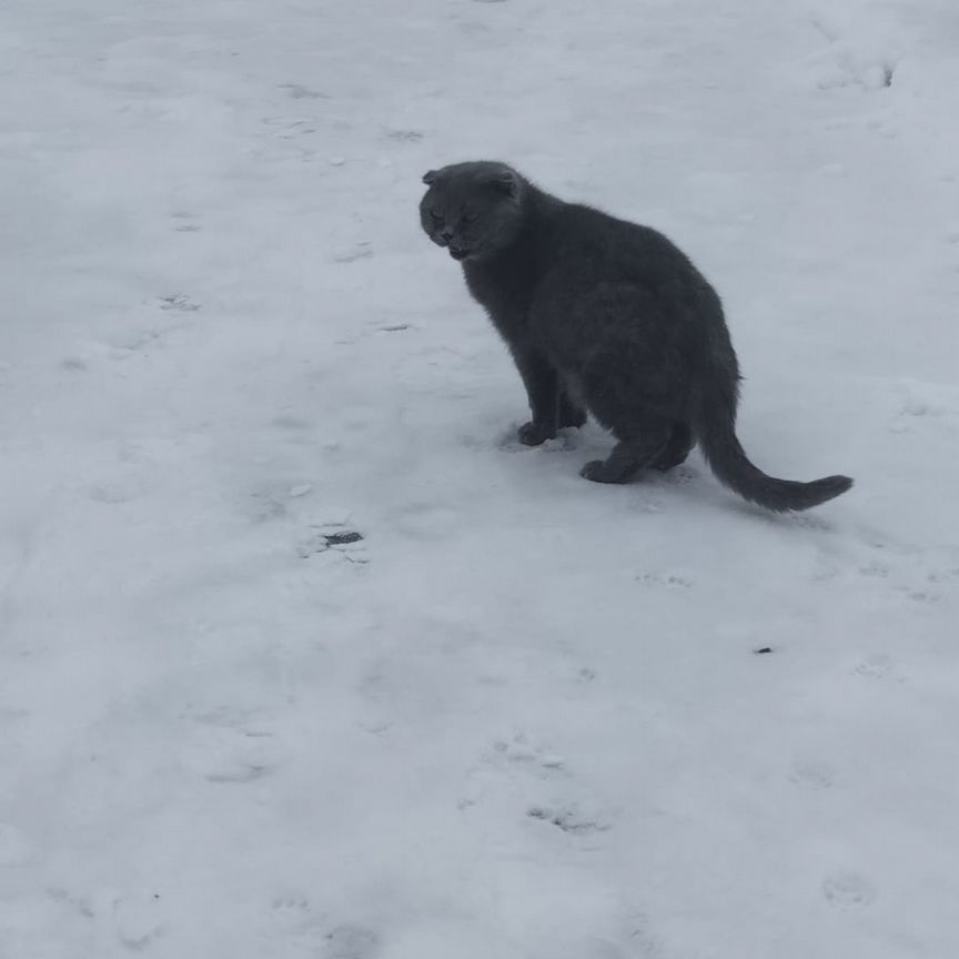 Вислоухий кот