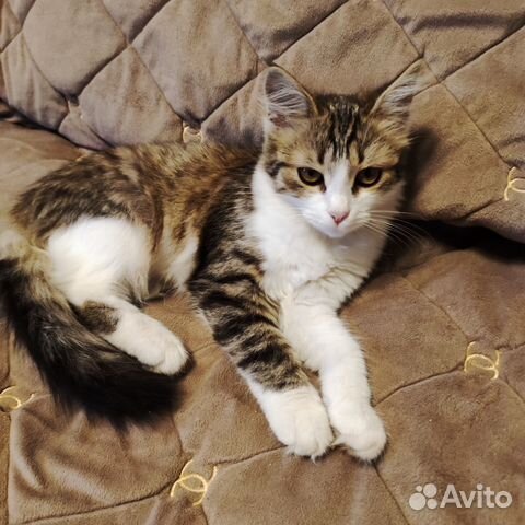 Кошка 2-3мес бесплатно