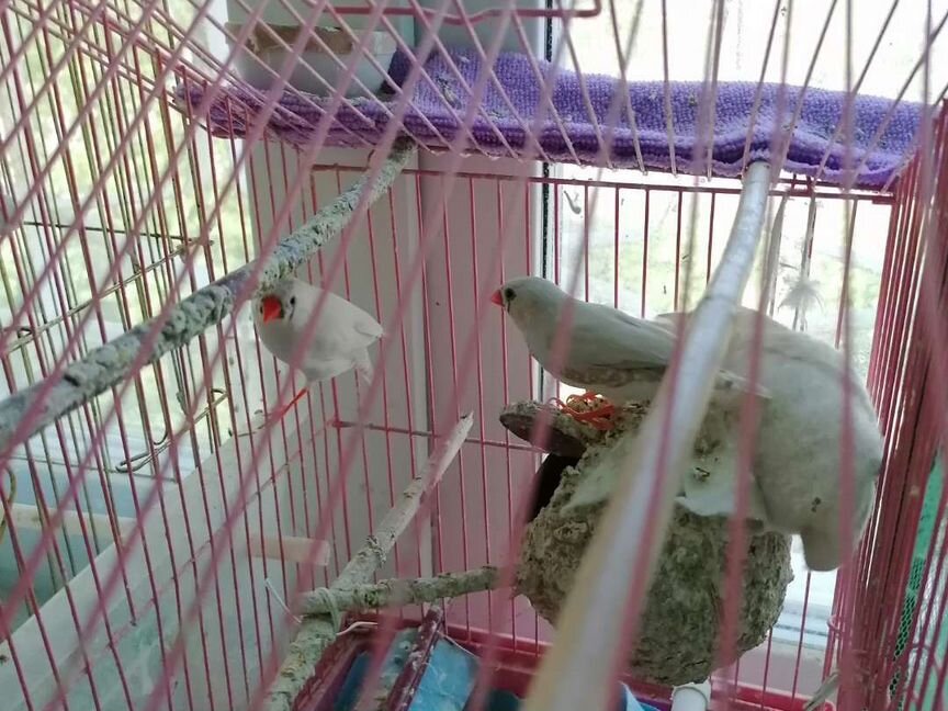 Зебровые амадины