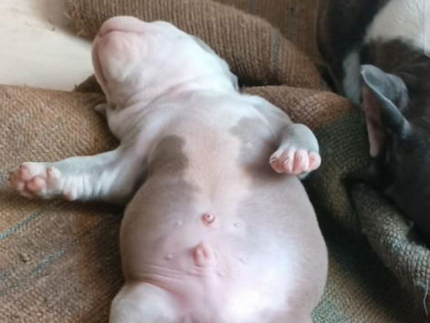 Американский булли готов к брони