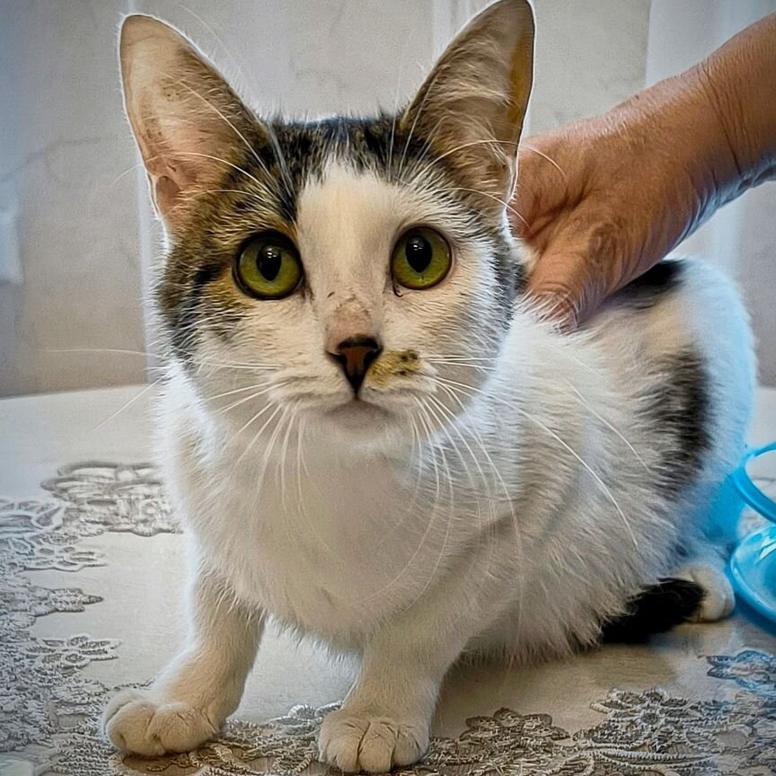 Киска ищет семью