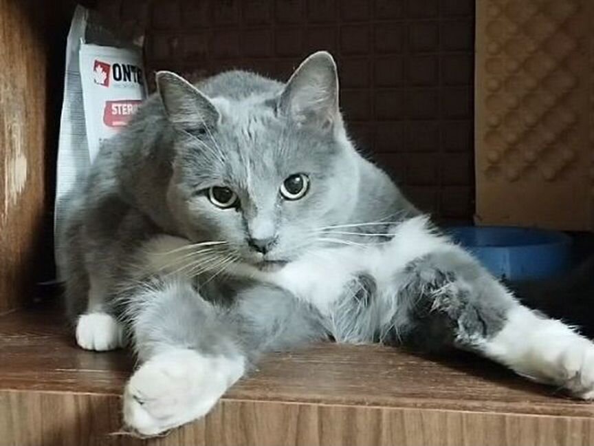 Русская голубая кошка ищет дом