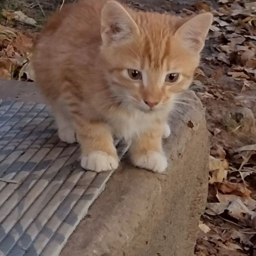 Котята в добрые руки бесплатно
