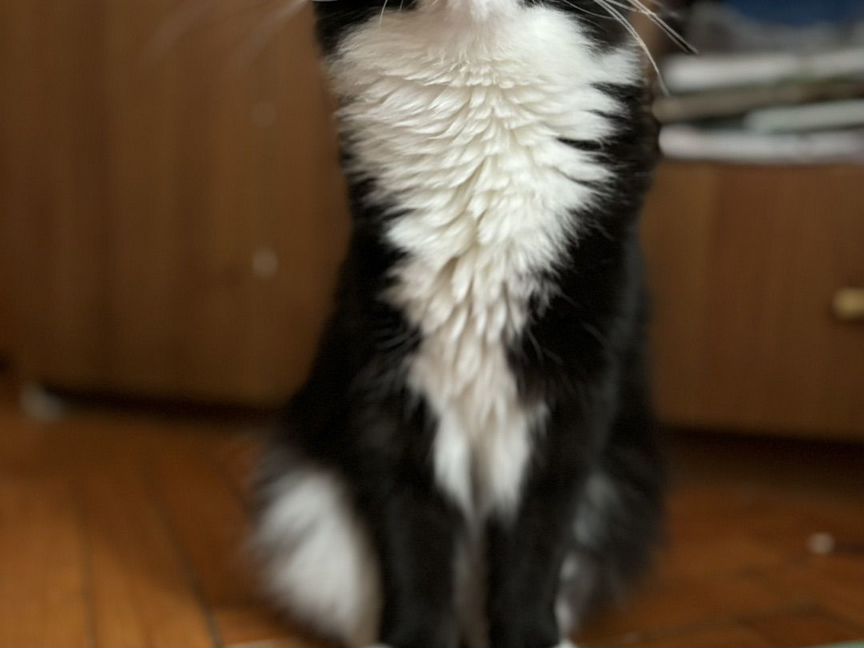 Кот отдам бесплатно