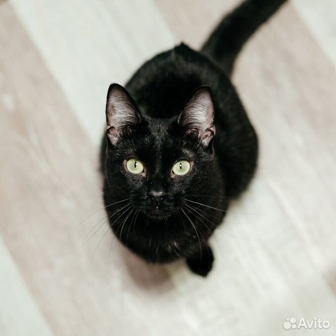 Кот Уголёк ищет дом