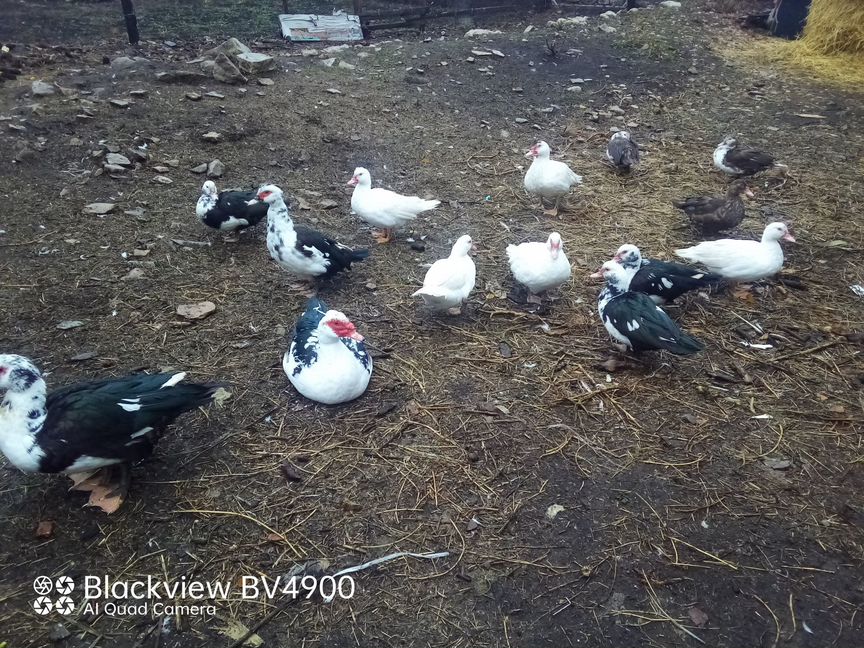 Селезень индоутки