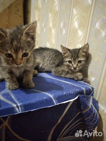 Котята ищут дом