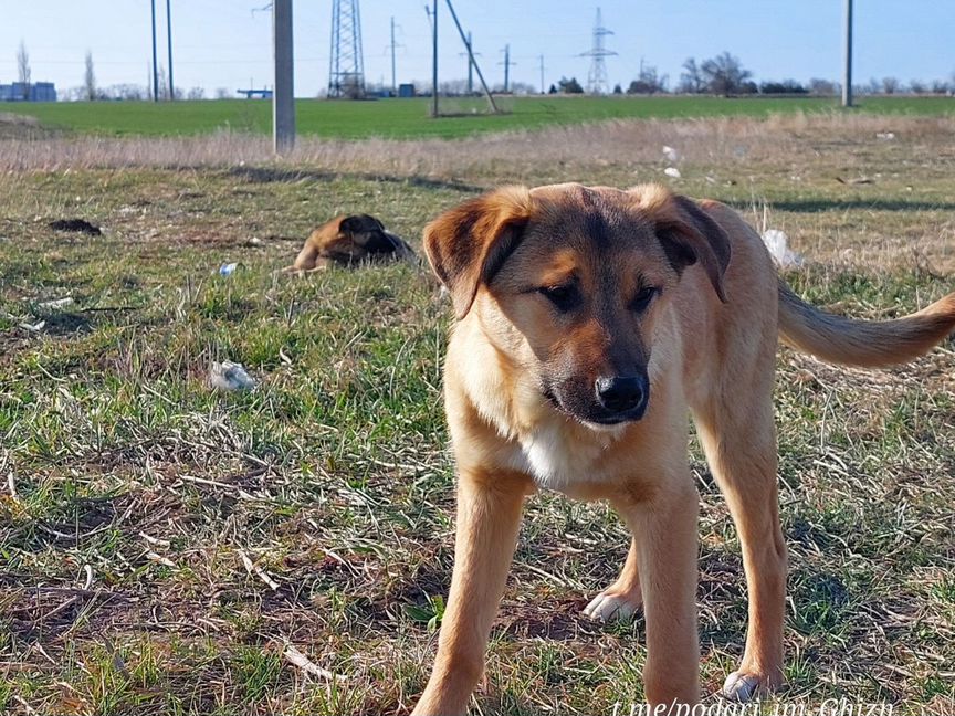 Щенок 6 месяцев