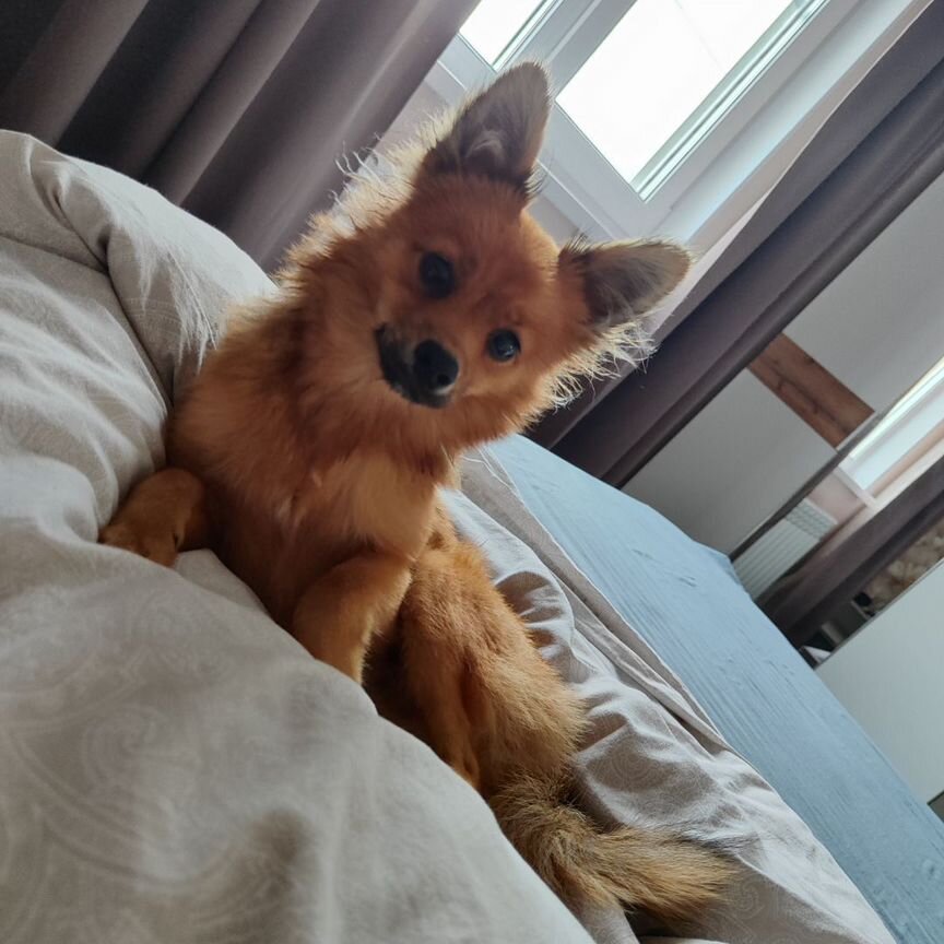 Помесь шпица