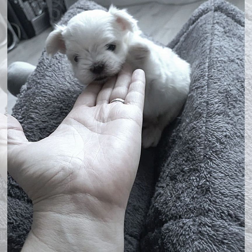 Мальтийская болонка, щенок