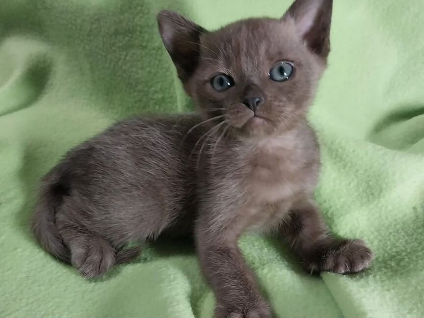 Бурманские мама и сын