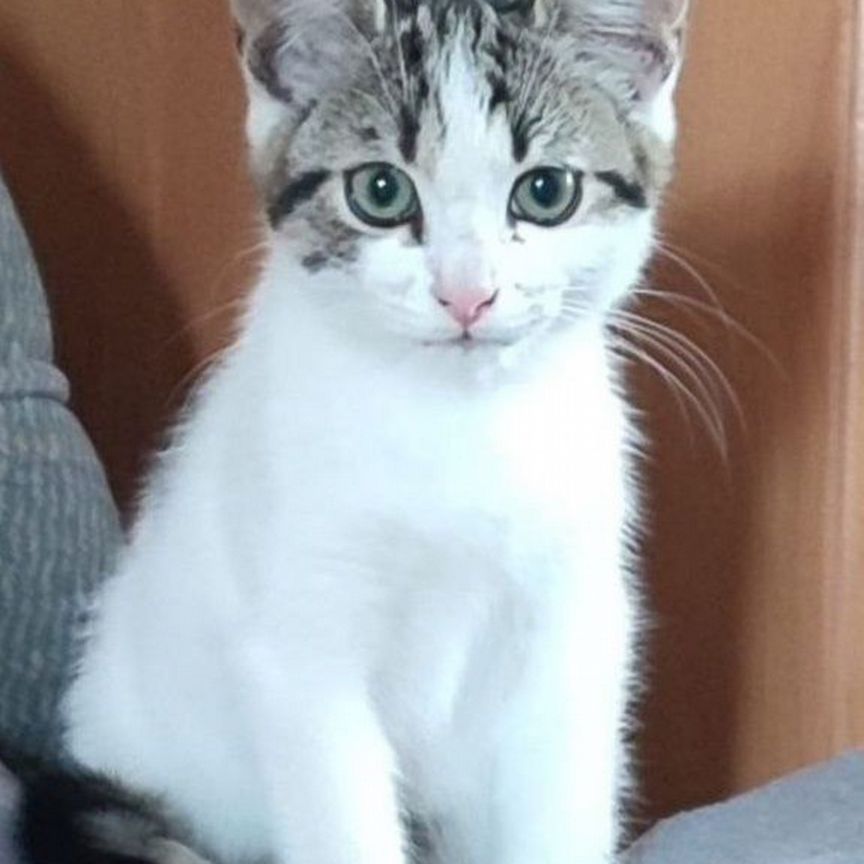 Отдам котенка