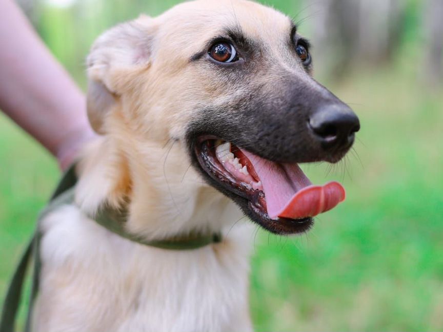 Милейший щенок Лимон ищет семью бесплатно