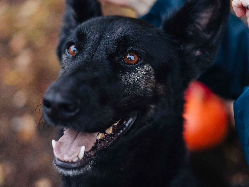 Позитивная домашняя собака Гера