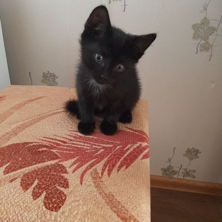 Кошка 2 месяца