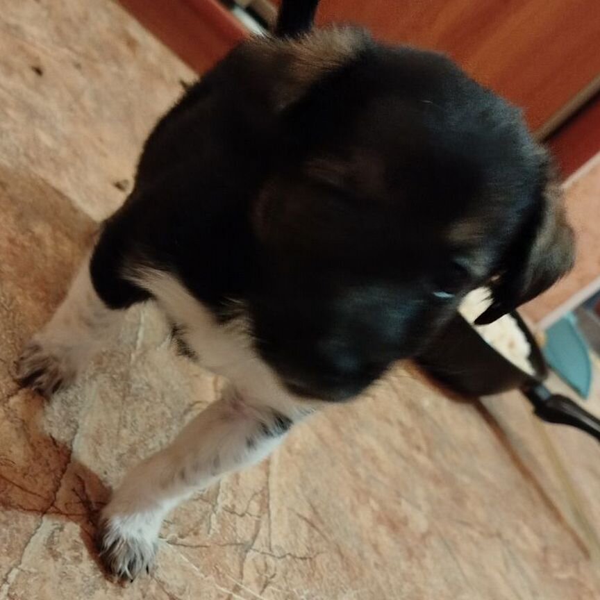 Русский охотничий спаниель, щенок