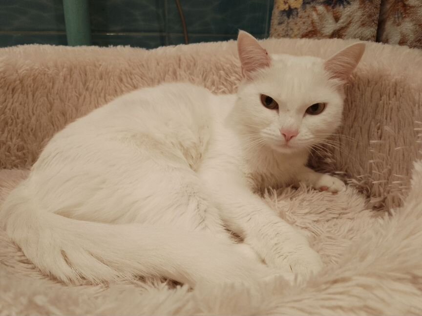 Кошка белая