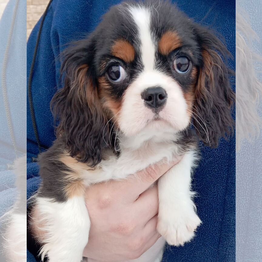 Маленькая красотка