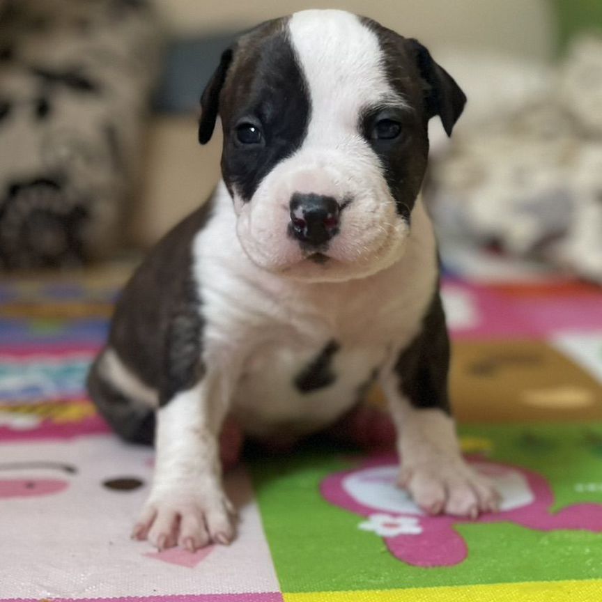 Американский стаффордширский терьер, щенок