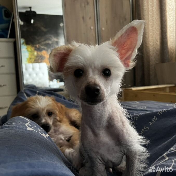 Красавец мальчик кхс