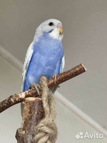 Птенцы волнистики удивительных окрасов