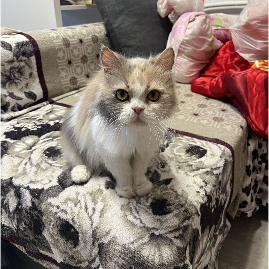 Персидская кошка