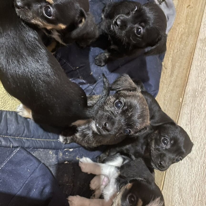 Щенки породистые