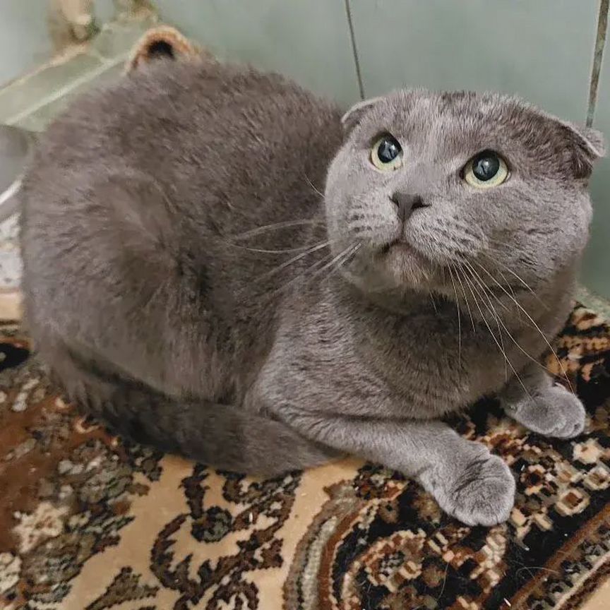 Шотландский вислоухий короткошёрстный, взрослый кот