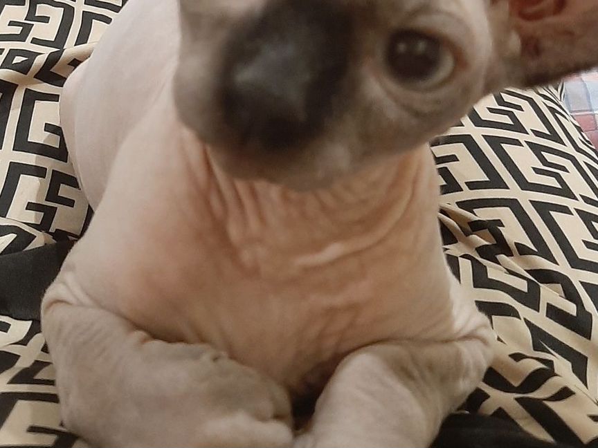 Канадский сфинкс котенок 3.5 месяца