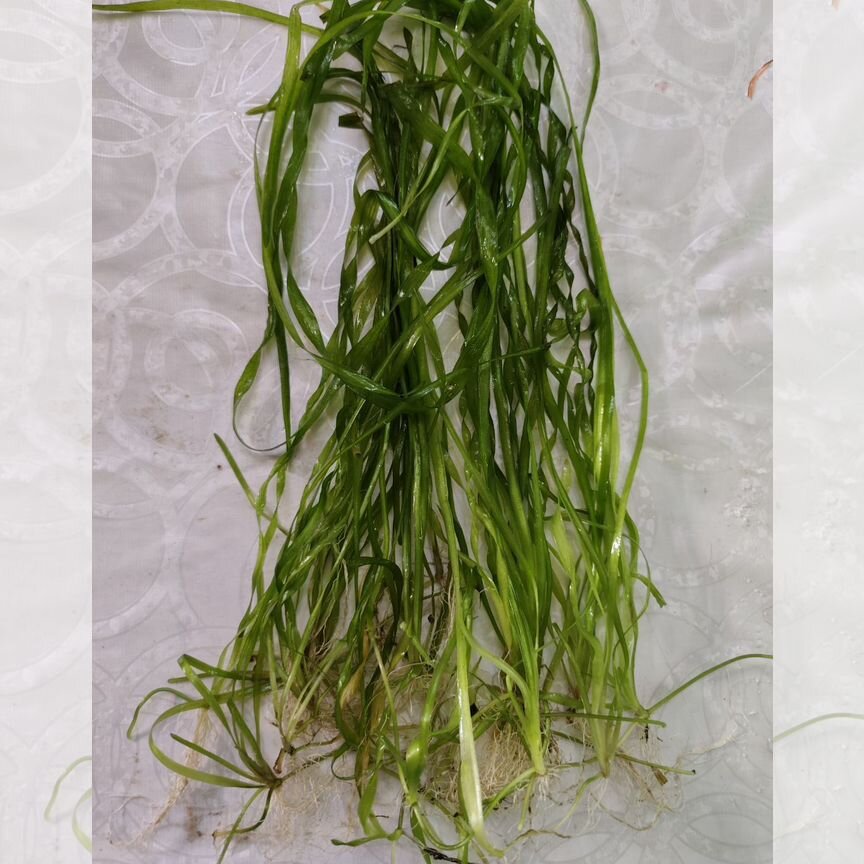 Валлиснерия прополка