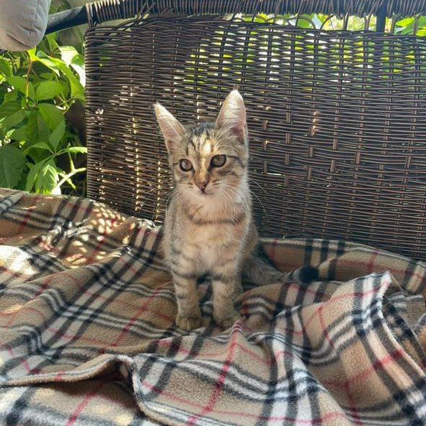 Котенок в добрые руки