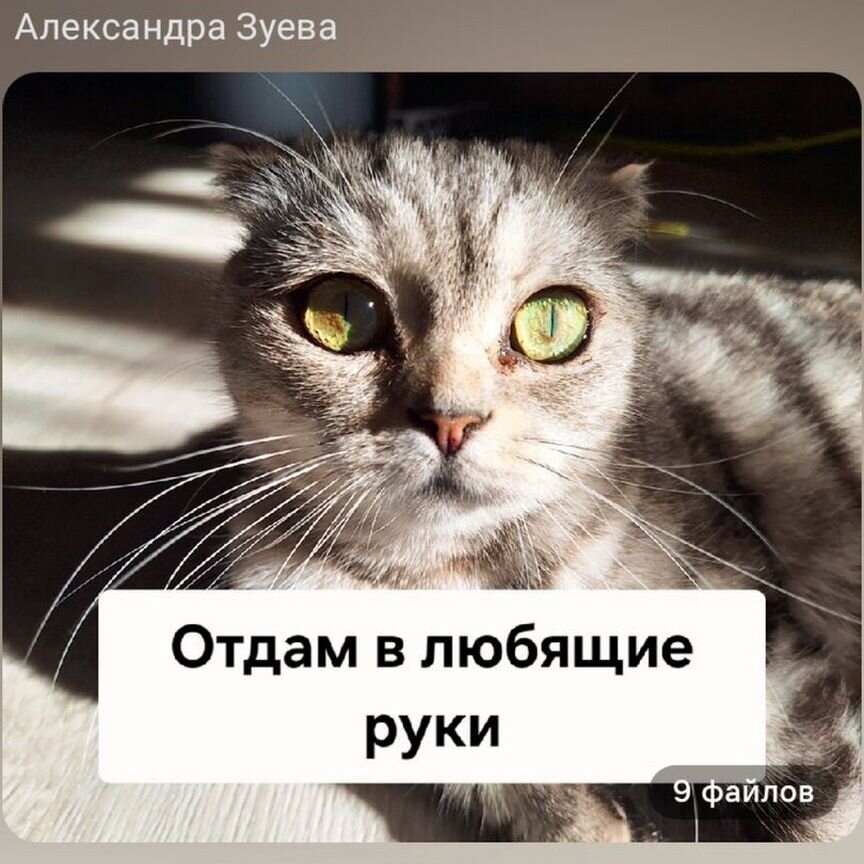 Отдам кошечку в добрые руки