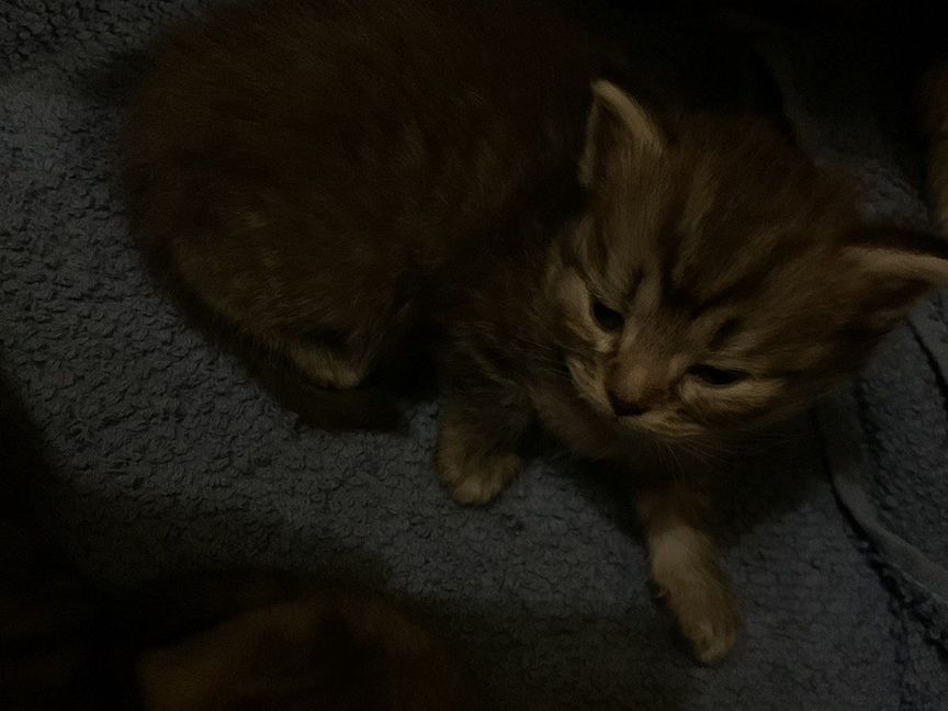 Кошкашотланская