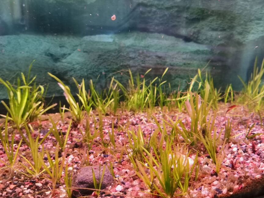 Валлиснерия прополка