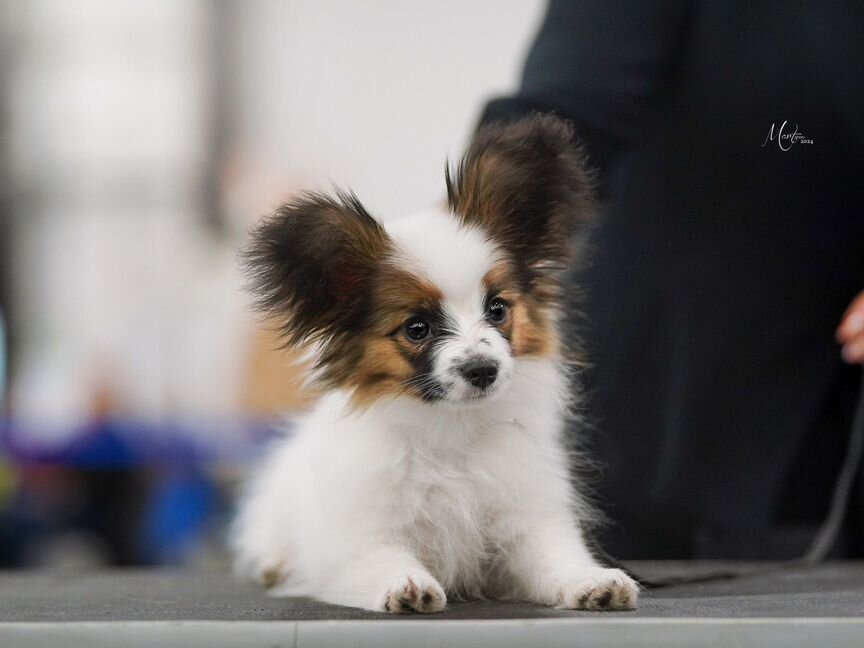 Щенок папийона